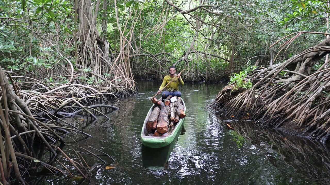 Mangroves and Tropical Ecosystems | Latin Roots Travel