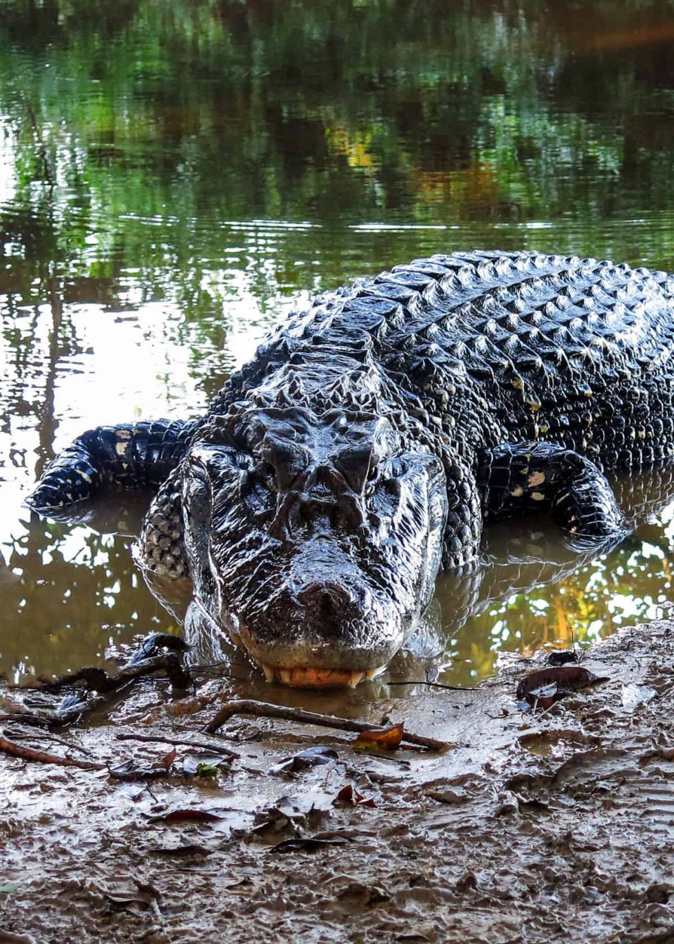 9 Black Caiman Facts: Giant of Ecuador’s Amazon (Melanosuchus Niger ...